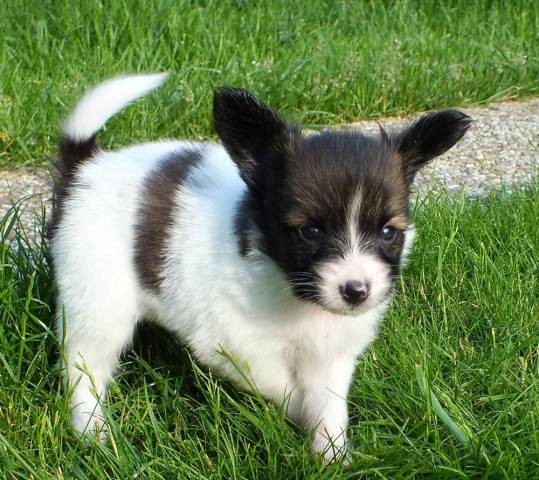 Nabízím štěně papillona s PP - Litoměřice-Město (Litoměřice), Prodám ...
