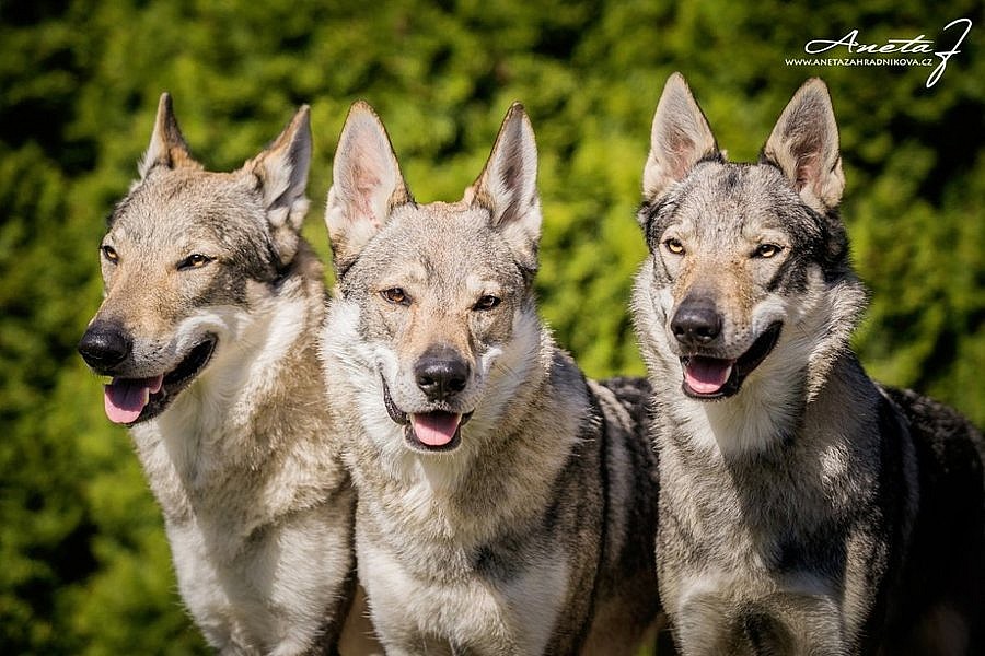 Československý vlčák - Celá ČR, Prodám | ChovZvířat.cz