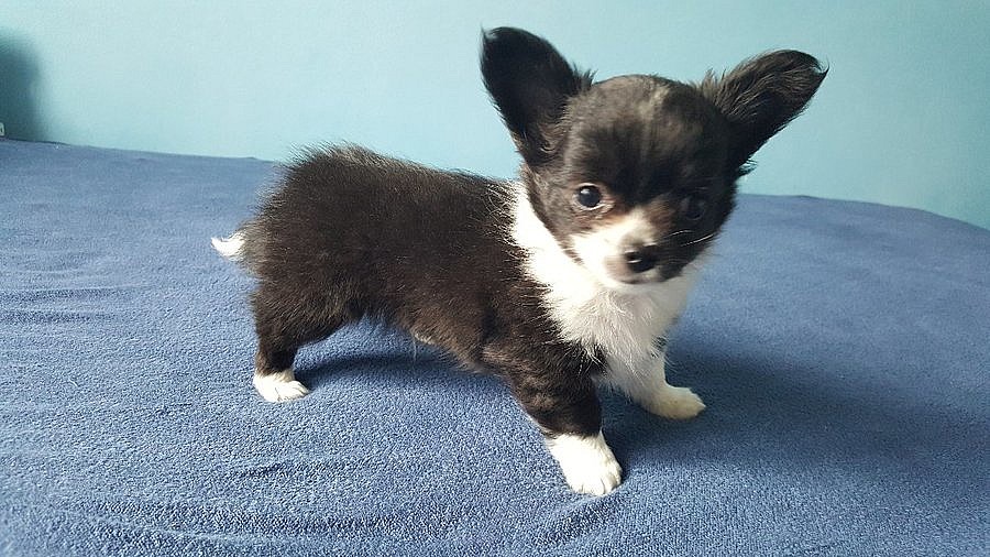 Civava dlouhosrstá - Celá ČR, Prodám - ChovZvířat.cz