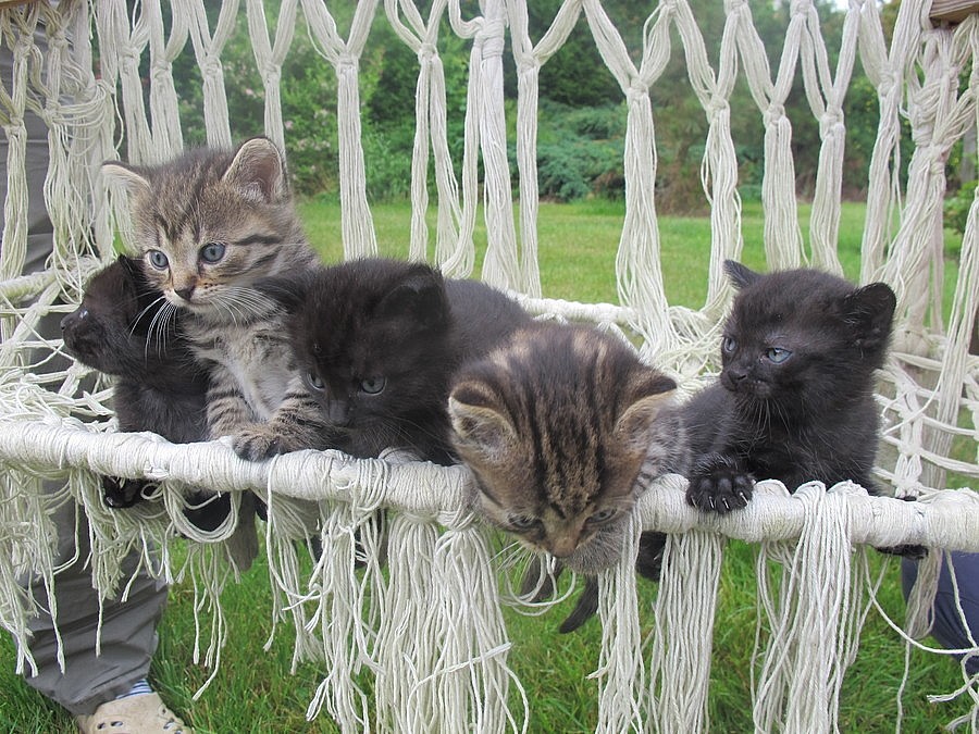 Daruji koťata - Antonínův Důl (Jihlava), Prodám - ChovZvířat.cz