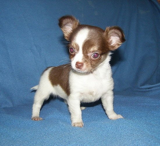 Civava - štěnátka - Chrudim I (Chrudim), Prodám | ChovZvířat.cz