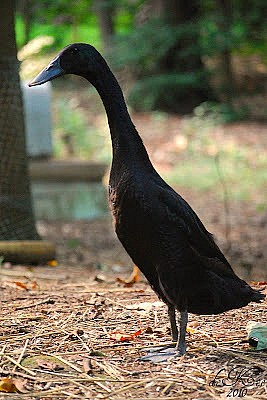 Běžec indický - Hlavní město Praha, Prodám | ChovZvířat.cz