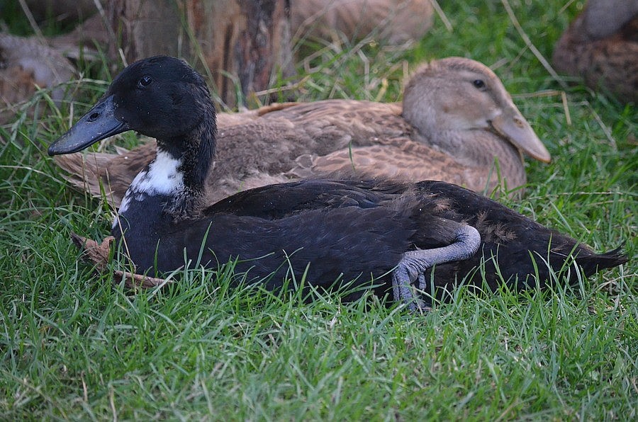 Indický běžec - Dolní Lhota (Jindřichův Hradec), Prodám | ChovZvířat.cz