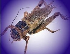 Kvalitní šváby B. dubia a B. discoidalis. - Dolní Vilémovice (Třebíč ...