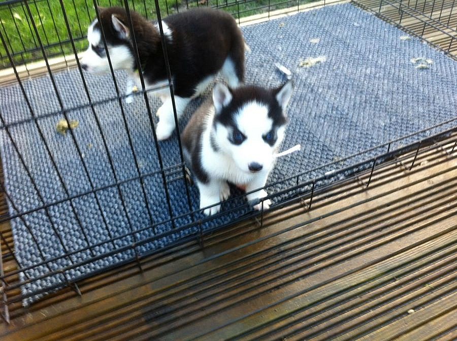 Samec a samice boston teriér připraven pro nový domov - Celá ČR, Prodám ...