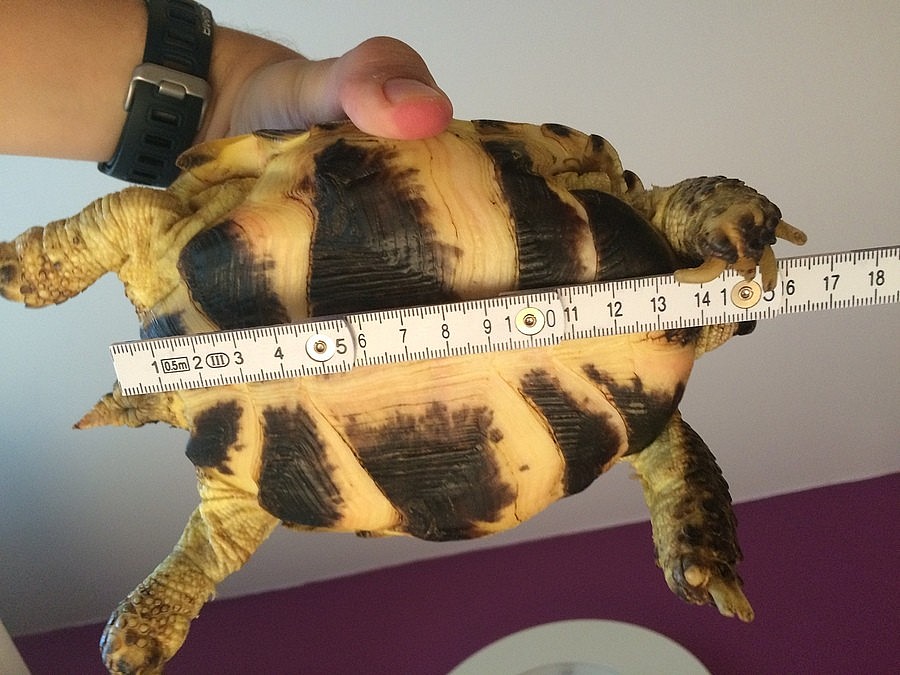 Želva stepní - 14,5 cm, stáří více než 10 let - Dvořisko (Opava ...