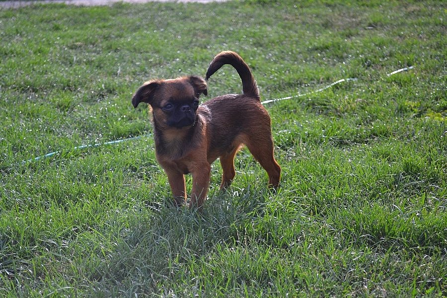 Brabantík - Drahelice (část) (Nymburk), Prodám | ChovZvířat.cz