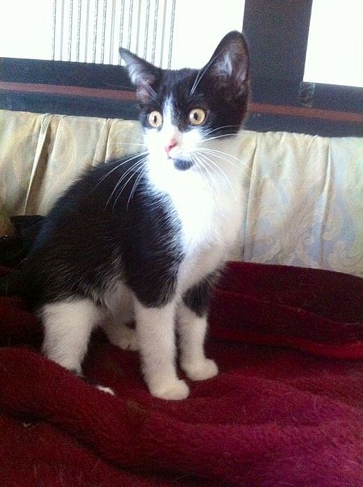 Smíšené plemeno kočky - Celá ČR, Prodám | ChovZvířat.cz