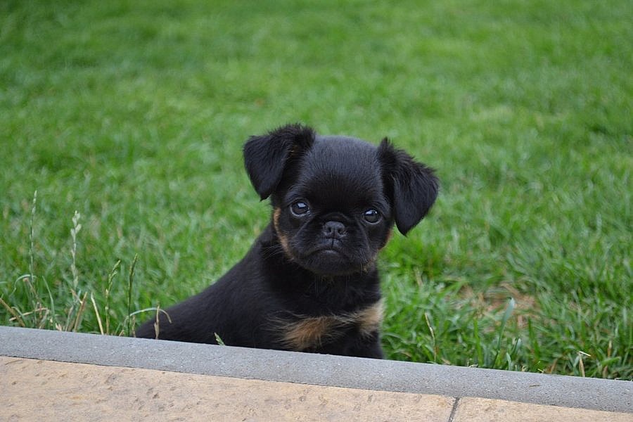 Brabantík - Drahelice (část) (Nymburk), Prodám | ChovZvířat.cz