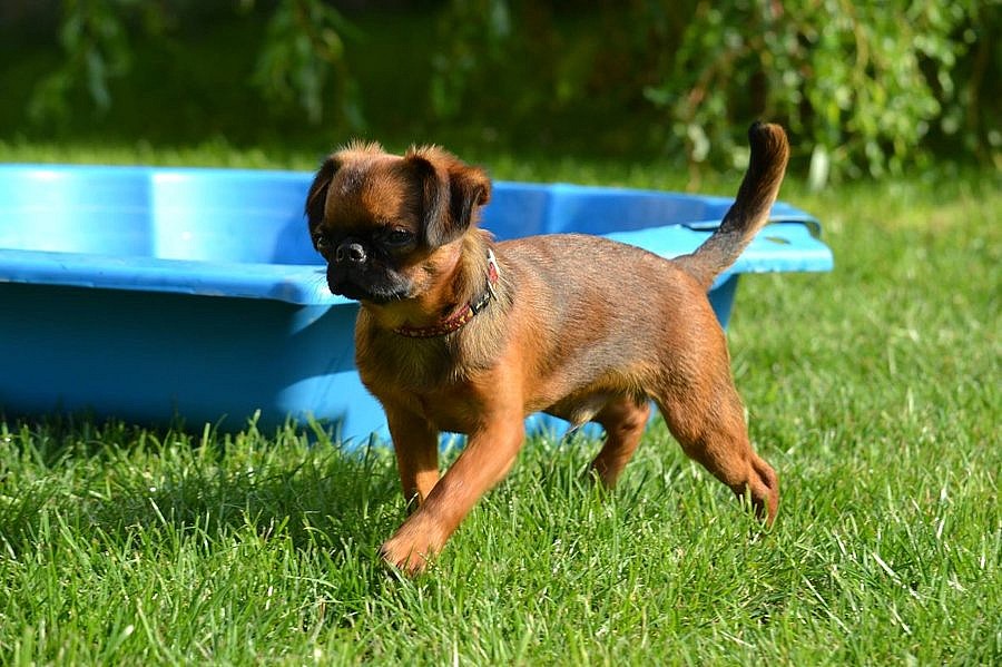 Brabantík - Drahelice (část) (Nymburk), Prodám | ChovZvířat.cz