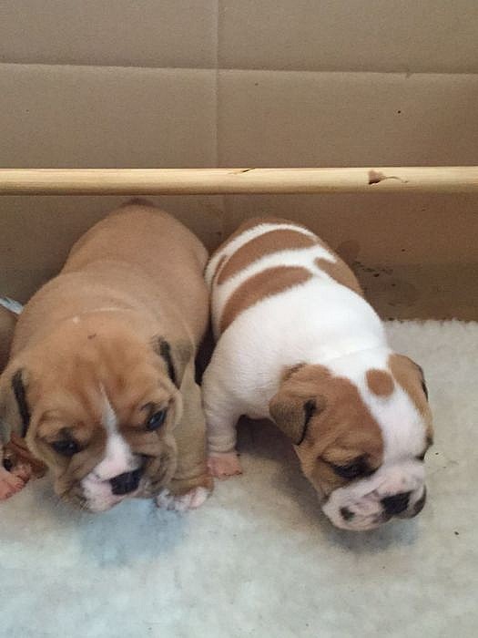 Anglický buldocek štenata s PP - Bohatice (Karlovy Vary), Prodám ...