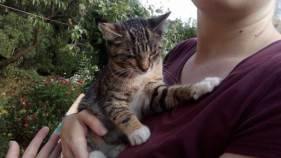 Daruji koťata - Bezník (Jičín), Prodám | ChovZvířat.cz