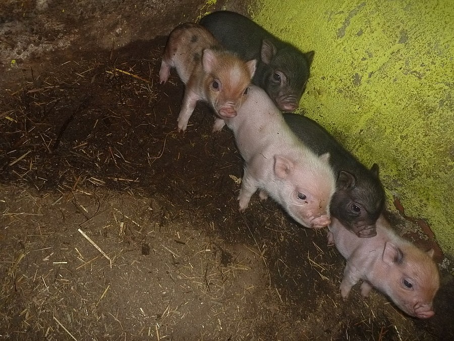 Gottingenské mini prase - Dobrotice (Kroměříž), Prodám | ChovZvířat.cz