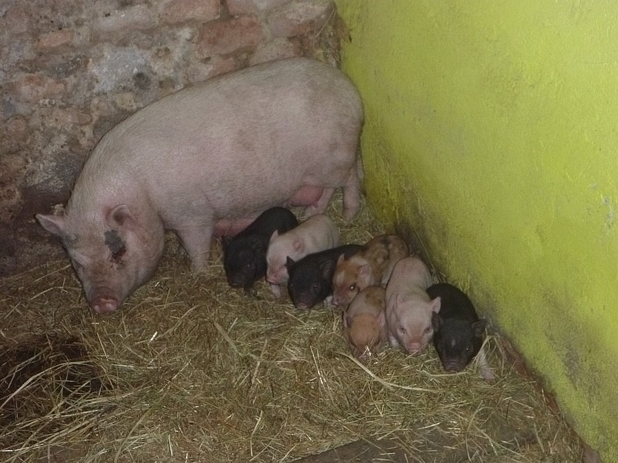 Gottingenské mini prase - Dobrotice (Kroměříž), Prodám | ChovZvířat.cz