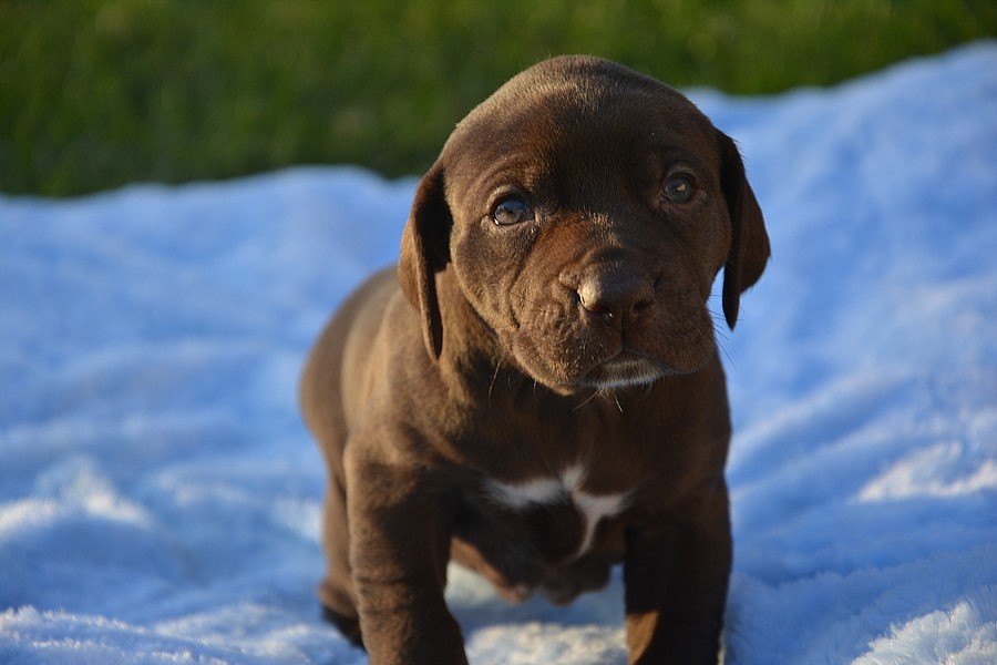 Louisianský leopardí pes - Čechovice (Prostějov), Prodám - ChovZvířat.cz