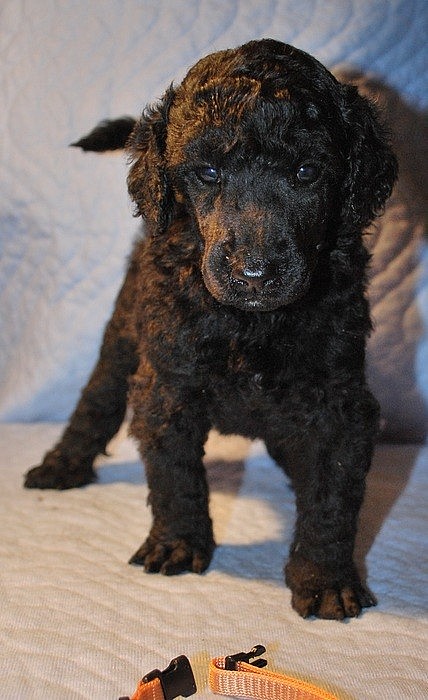 Pudl velký ( královský) - Běchovice (Hlavní město Praha), Prodám ...