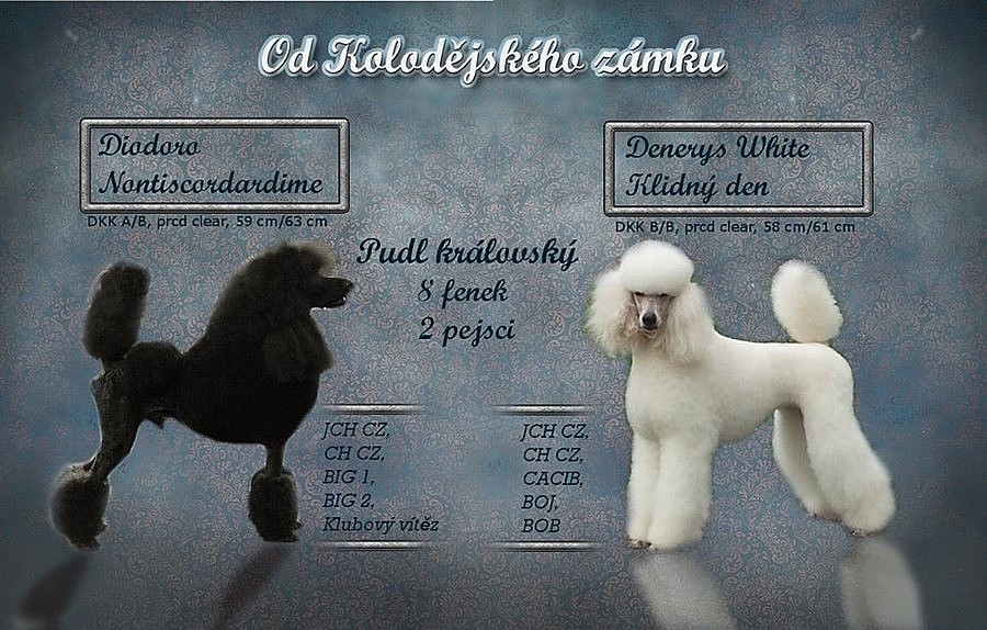 Pudl velký ( královský) - Běchovice (Hlavní město Praha), Prodám ...