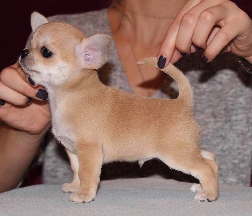 Civava štěňata na prodej s PP - Celá ČR, Prodám | ChovZvířat.cz