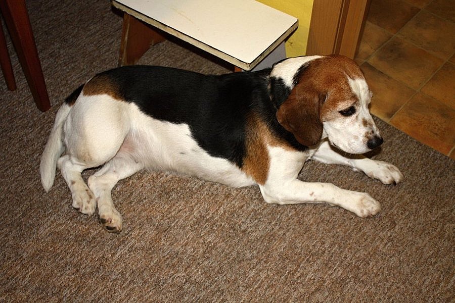 Darujeme fenku čistokrevného bígla - Čekyně-Přerov VII x) (Přerov ...