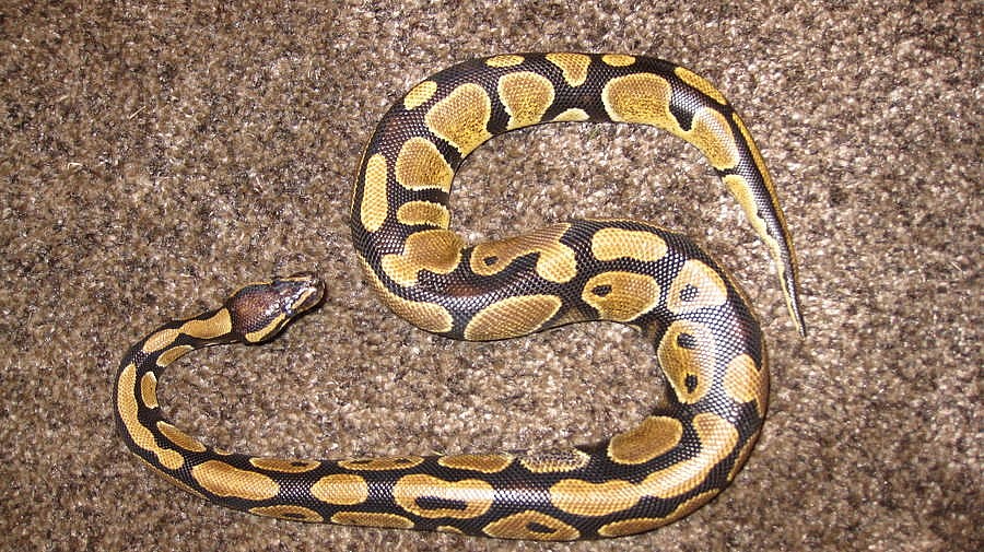 Krajta královská - Python regius + terárium - Antonka (Pelhřimov ...