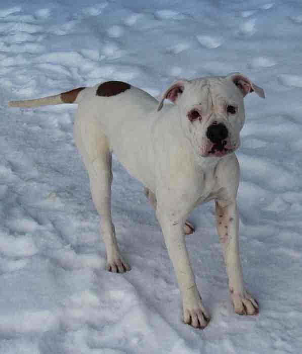 Daruji fenku amerického buldoka s PP - Plzeň - město, Prodám ...