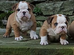 Anglický buldok, - Bohunice (část) (Brno - město), Prodám | ChovZvířat.cz