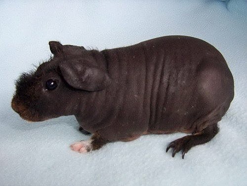 Skinny morčata - Celá ČR, Prodám | ChovZvířat.cz