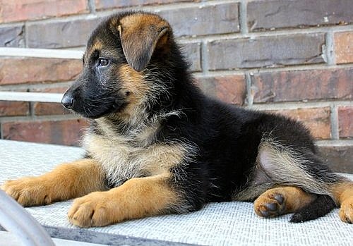 Německý Ovčák stenata - Celá ČR, Prodám | ChovZvířat.cz