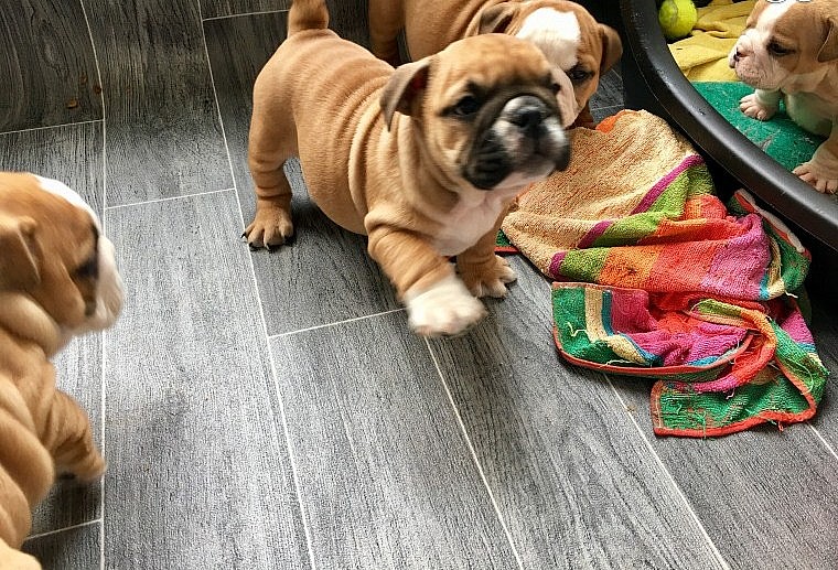 Anglický buldok - Děrné (Nový Jičín), Prodám | ChovZvířat.cz