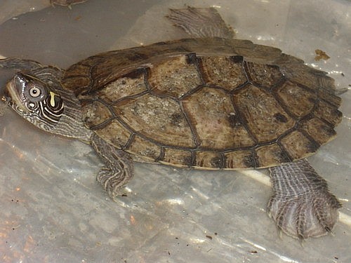 želva mapová - Chlumec nad Cidlinou I (Hradec Králové), Prodám ...