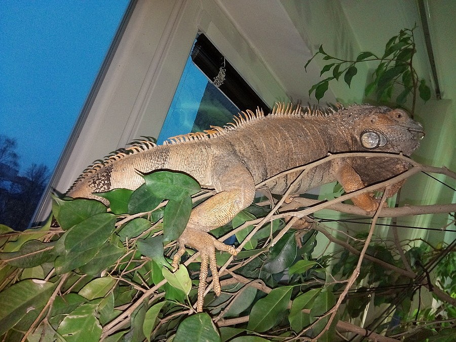 Leguán samec,samice,mládě červená forma - Celá ČR, Prodám | ChovZvířat.cz