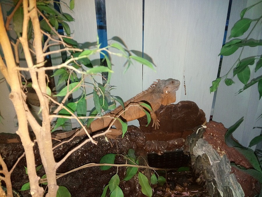 Leguán samec,samice,mládě červená forma - Celá ČR, Prodám | ChovZvířat.cz