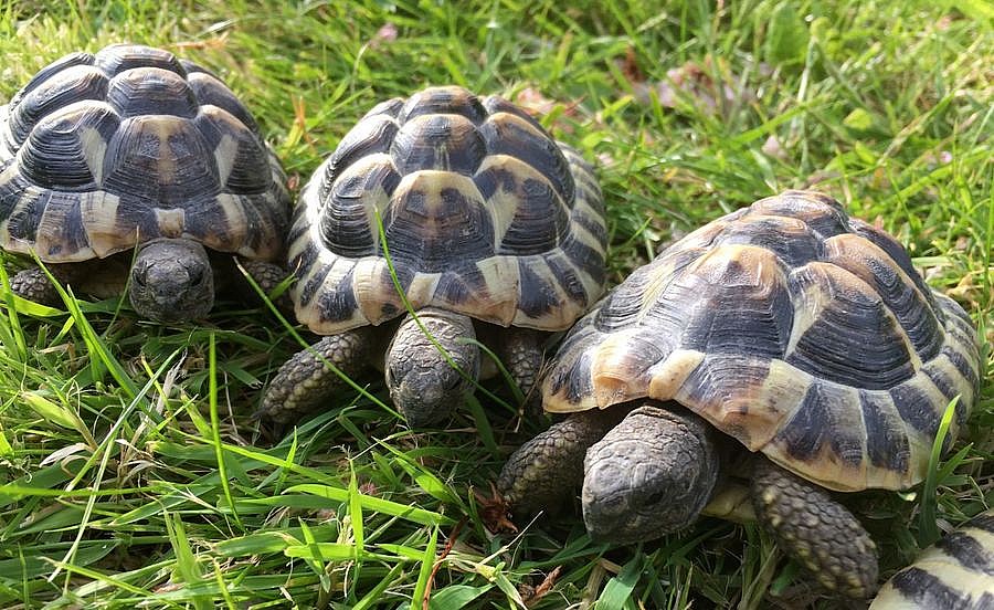 Young Herman želva s domácími a Spousta bonusů na prodej - Celá ČR ...