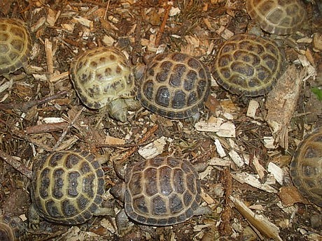 želva čtyřprstá, stepní - Chlumec nad Cidlinou I (Hradec Králové ...