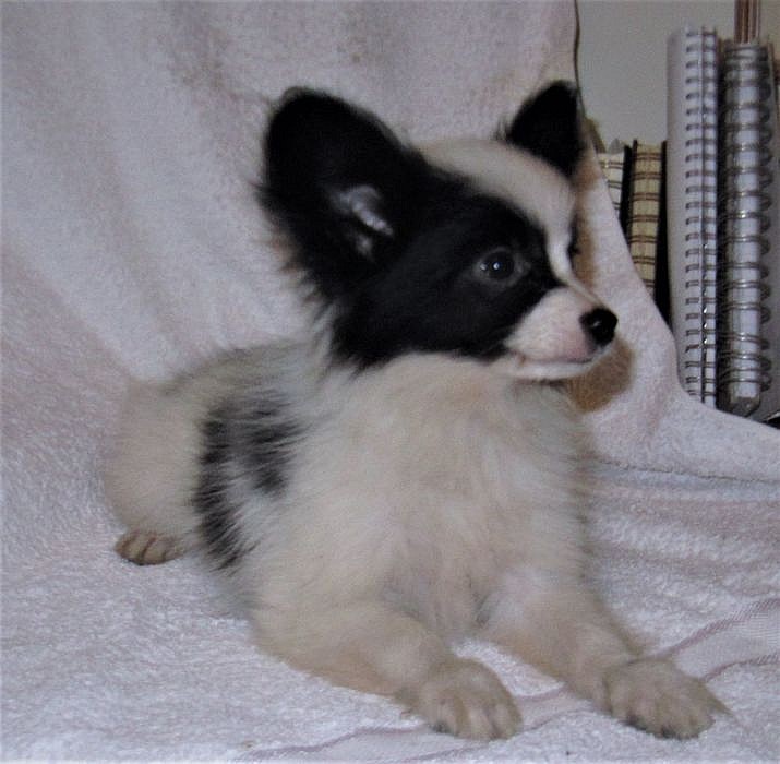 štěňata papillona s PP - Celá ČR, Prodám | ChovZvířat.cz