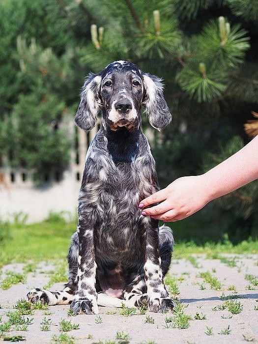Anglický setr - štěňata s PP - Ostrava - město, Prodám | ChovZvířat.cz