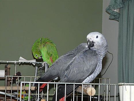 ZAKO KONGO - Chlebovice (Frýdek - Místek), Prodám | ChovZvířat.cz