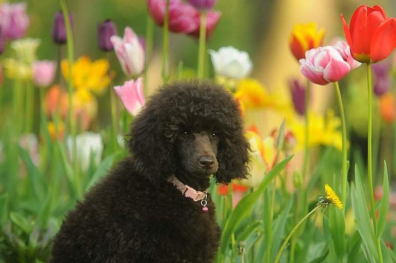 Pudl trpasličí hnědý - Čechovice (Prostějov), Prodám - ChovZvířat.cz