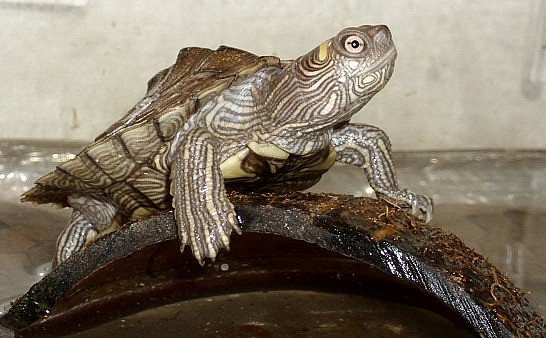 želva mapová - Chlumec nad Cidlinou I (Hradec Králové), Prodám ...