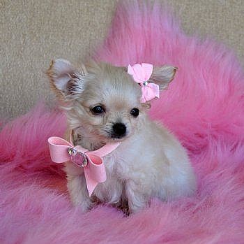 Chihuahua štěňata samci a samici - Celá ČR, Prodám | ChovZvířat.cz