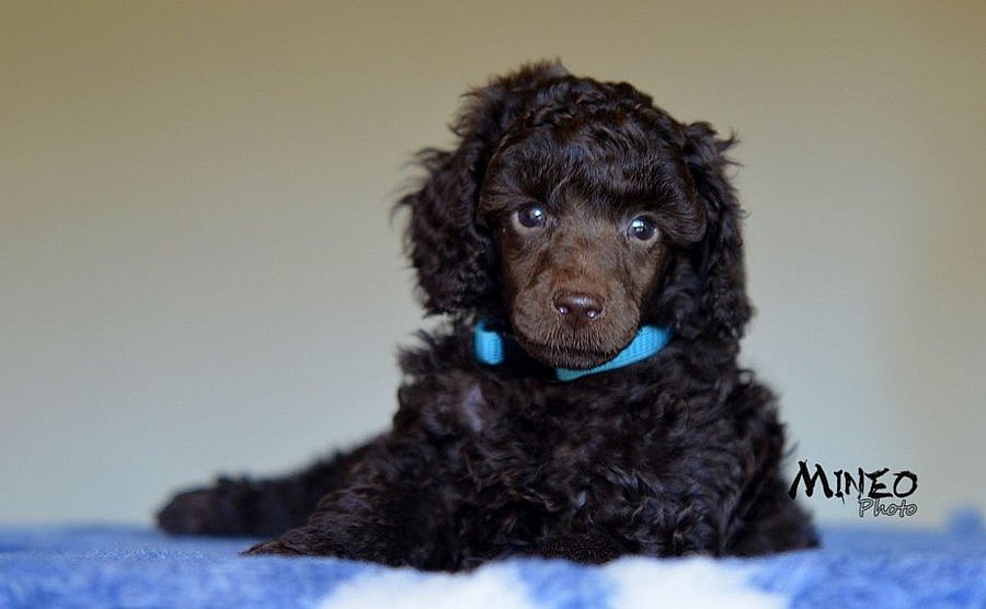 Pudl trpasličí hnědý s PP - Jablonec nad Nisou, Prodám - ChovZvířat.cz