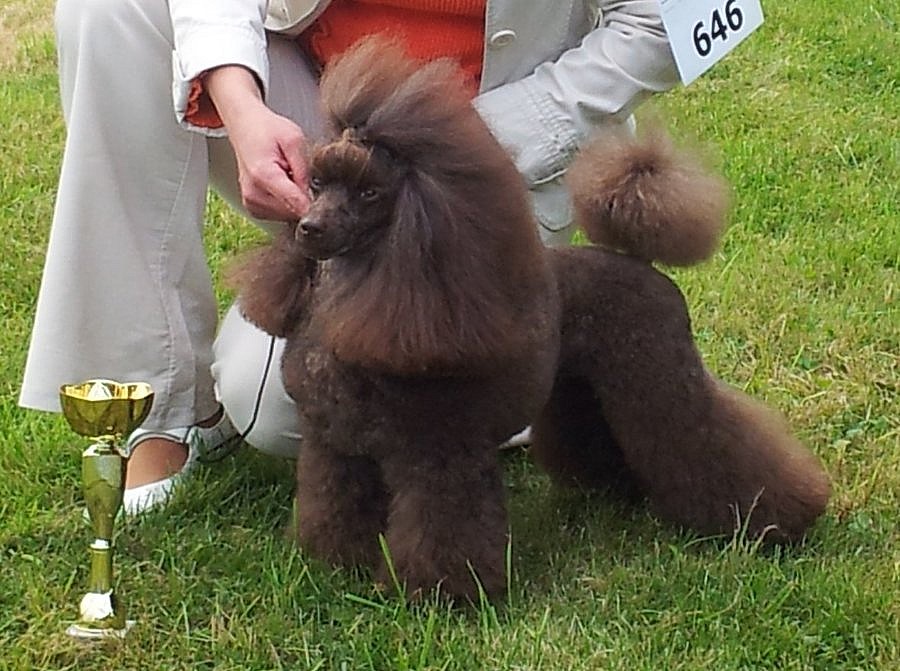 Pudl trpasličí hnědý s PP - Jablonecké Paseky (Jablonec nad Nisou ...
