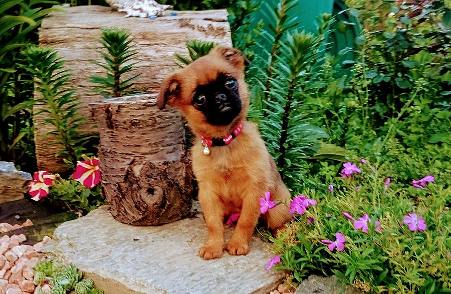 Brabantík - Šumperk (Šumperk), Prodám | ChovZvířat.cz
