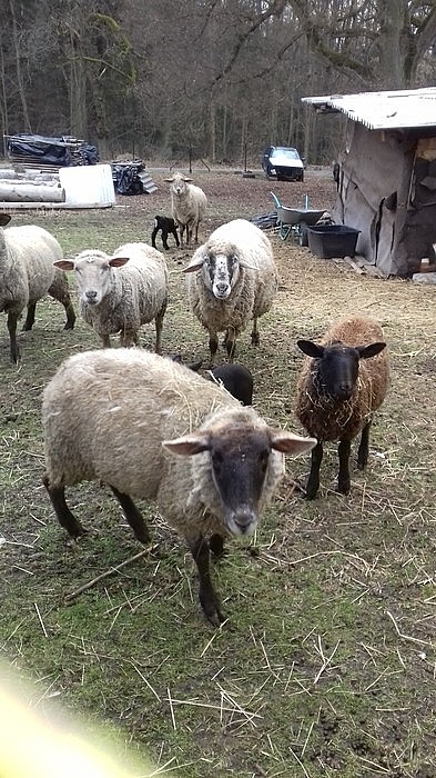 Prodám ovce - Jindřichův Hradec, Prodám - ChovZvířat.cz