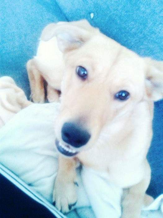 Daruji fenku - Celá ČR, Různé | ChovZvířat.cz