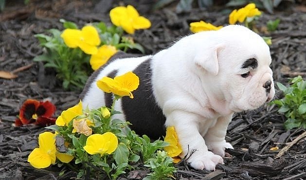 Anglický buldok - Celá ČR, Prodám | ChovZvířat.cz