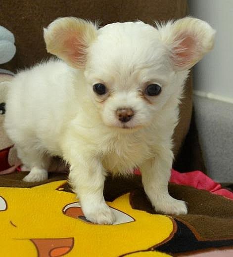 Čivava Štěňátka samci a samici - Celá ČR, Prodám | ChovZvířat.cz