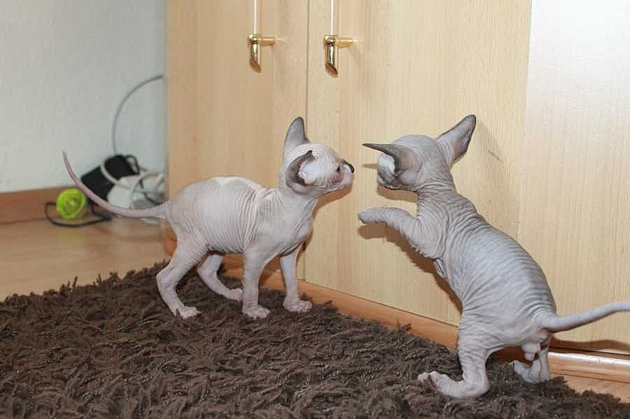 SPHYNX kočička - Celá ČR, Prodám | ChovZvířat.cz