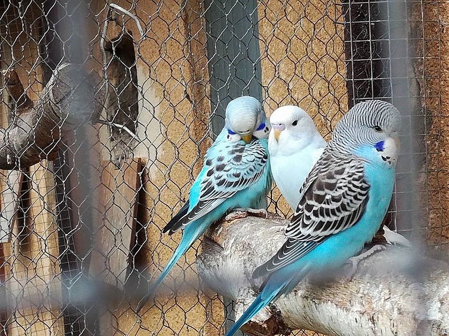 Andulky - Celá ČR, Prodám | ChovZvířat.cz