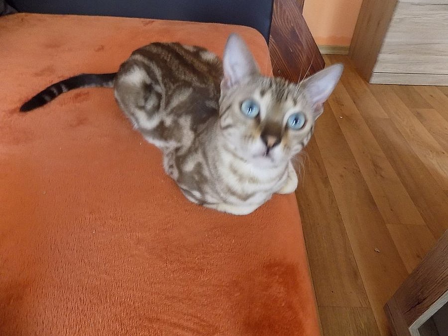 Bengálské kočičky - Kahov (Prachatice), Prodám | ChovZvířat.cz